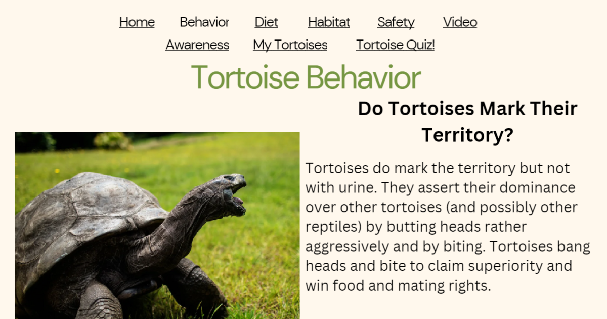 Tortoise Behavior